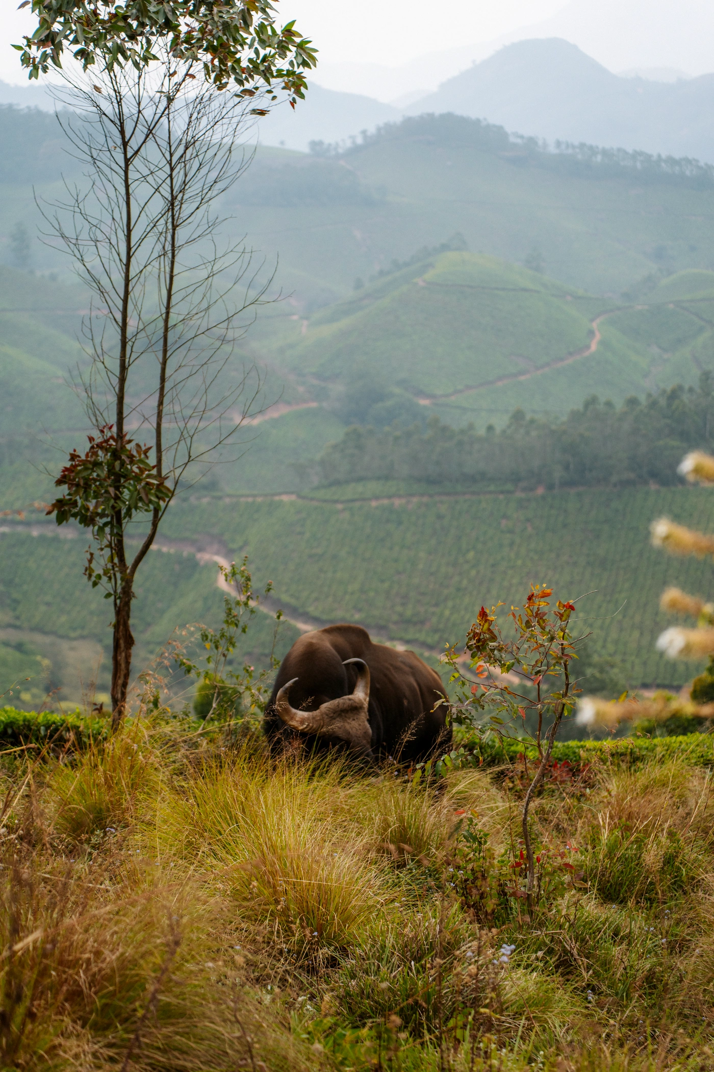 The Complete Munnar Travel Guide: Getting There, What to Do & Where to ...