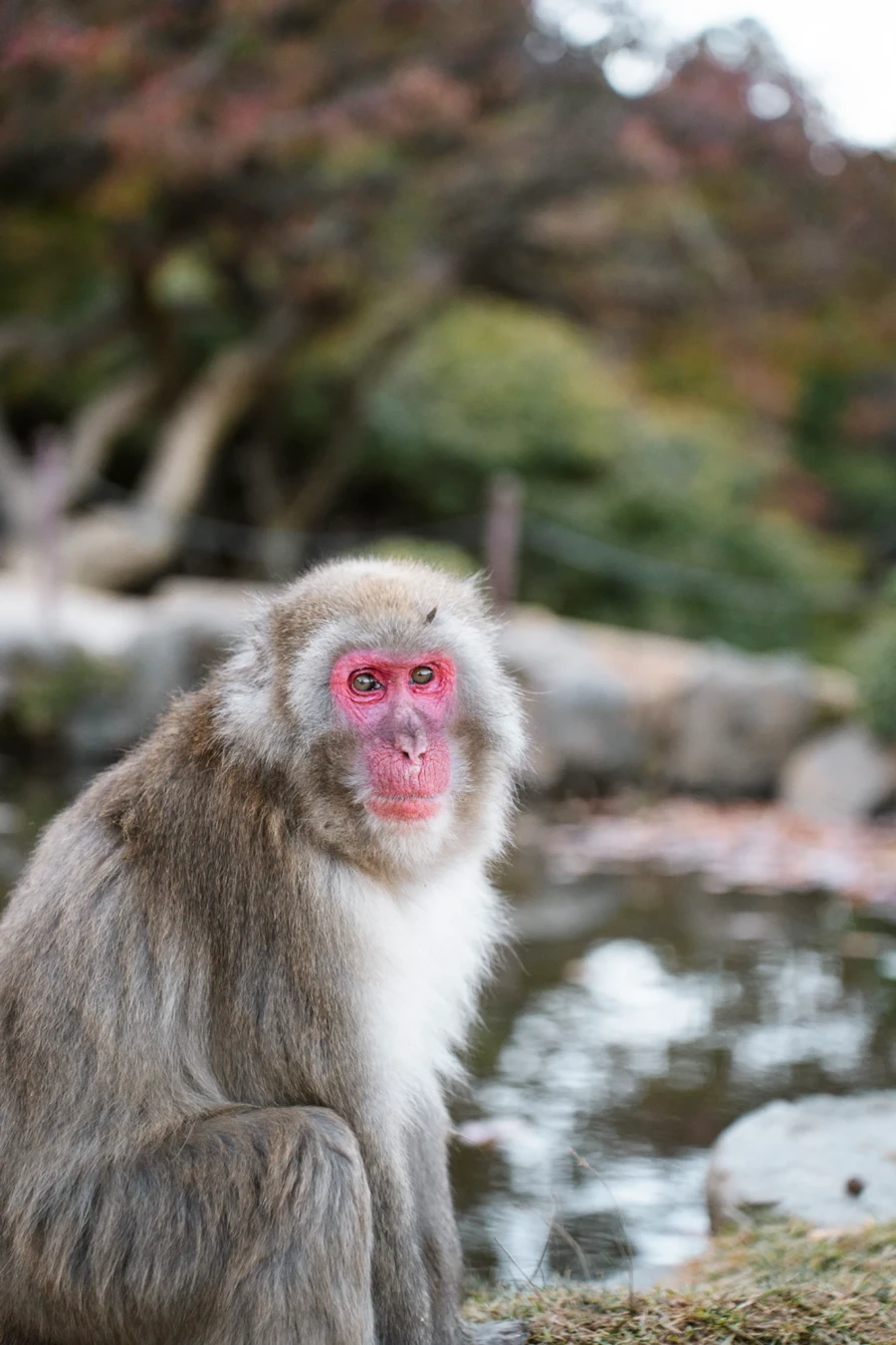 The Ultimate 5-Day Kyoto Itinerary: (2025 Guide) | Roaming In The Know